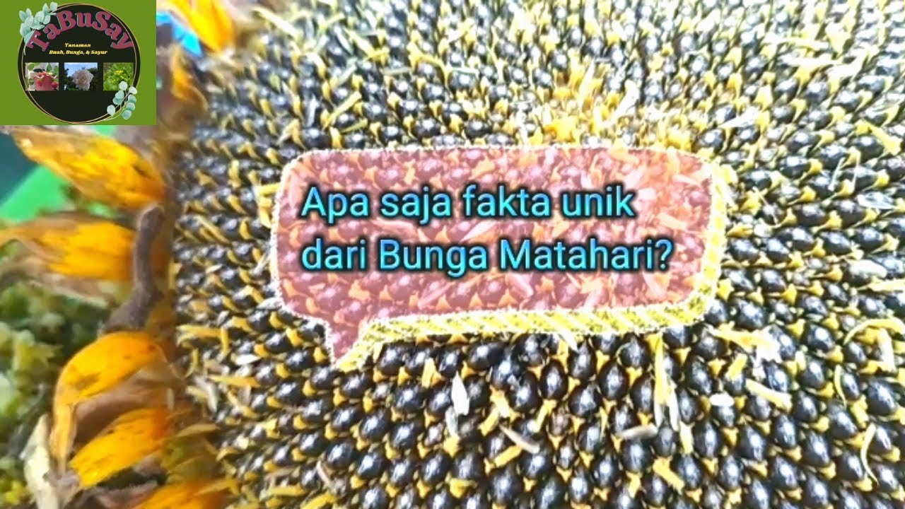 Epsd 17: Apa saja fakta unik dari bunga matahari?