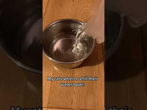 Cute Rat pets Ep-032 #Shorts