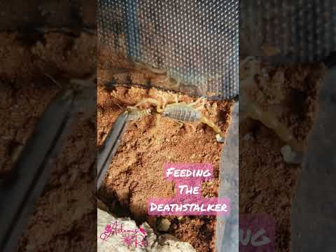 Feeding the most venomous scorpion (Leiurus quinquestriatus) #scorpion #deathstalker #feeding