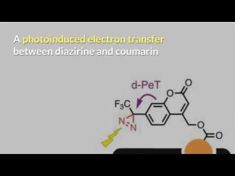 Protein Labeling with a Coumarin-Based Photocrosslinker