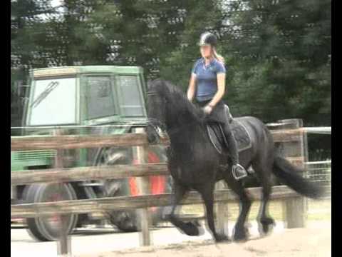 friesian horses-who am i to say