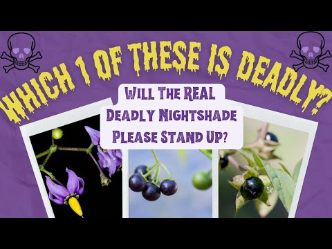Can You Tell Which One is the REAL Deadly Nightshade?