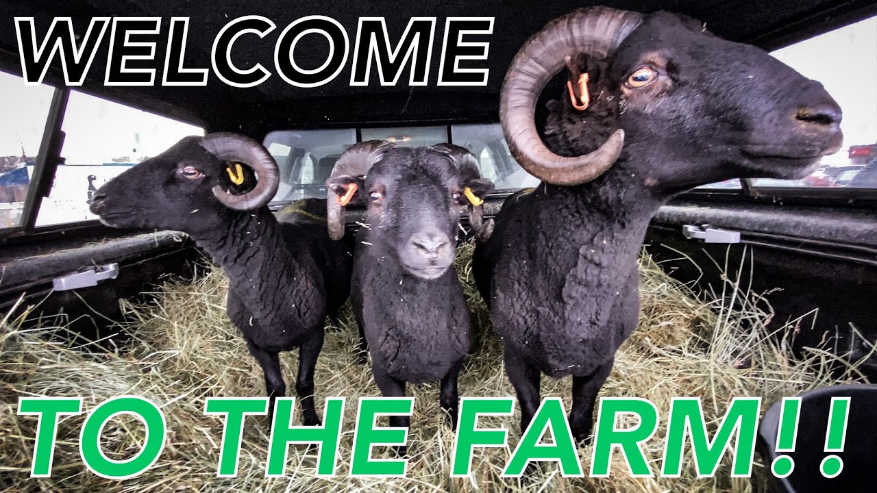 BLACK WELSH MOUNTAIN SHEEP | Picking Up Our Farm’s First Livestock! 🐑