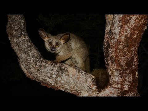 Nocturnal Animals: Creatures of the Night 🌌🐾 | Secrets of the Dark World"