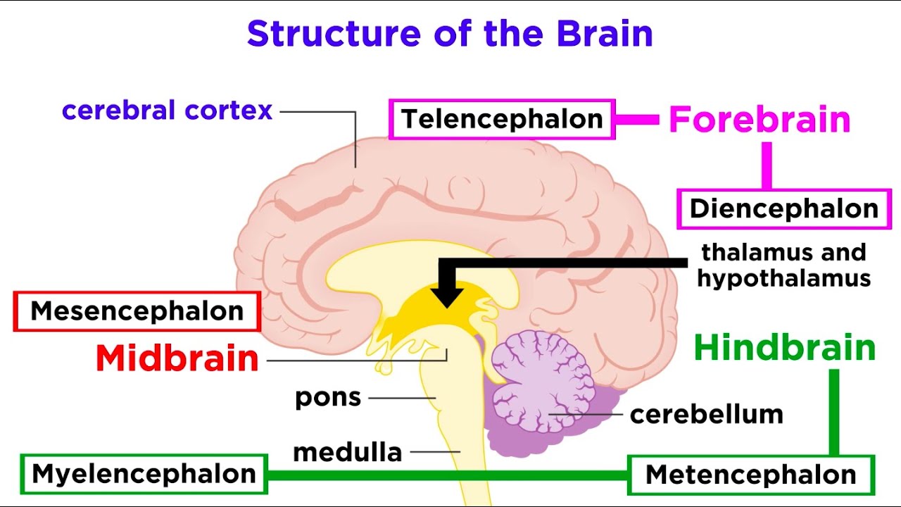 The Structure and Physiology of the Human Brain
