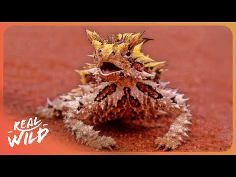 Nature’s Prehistoric Predators That Are Still Alive Today