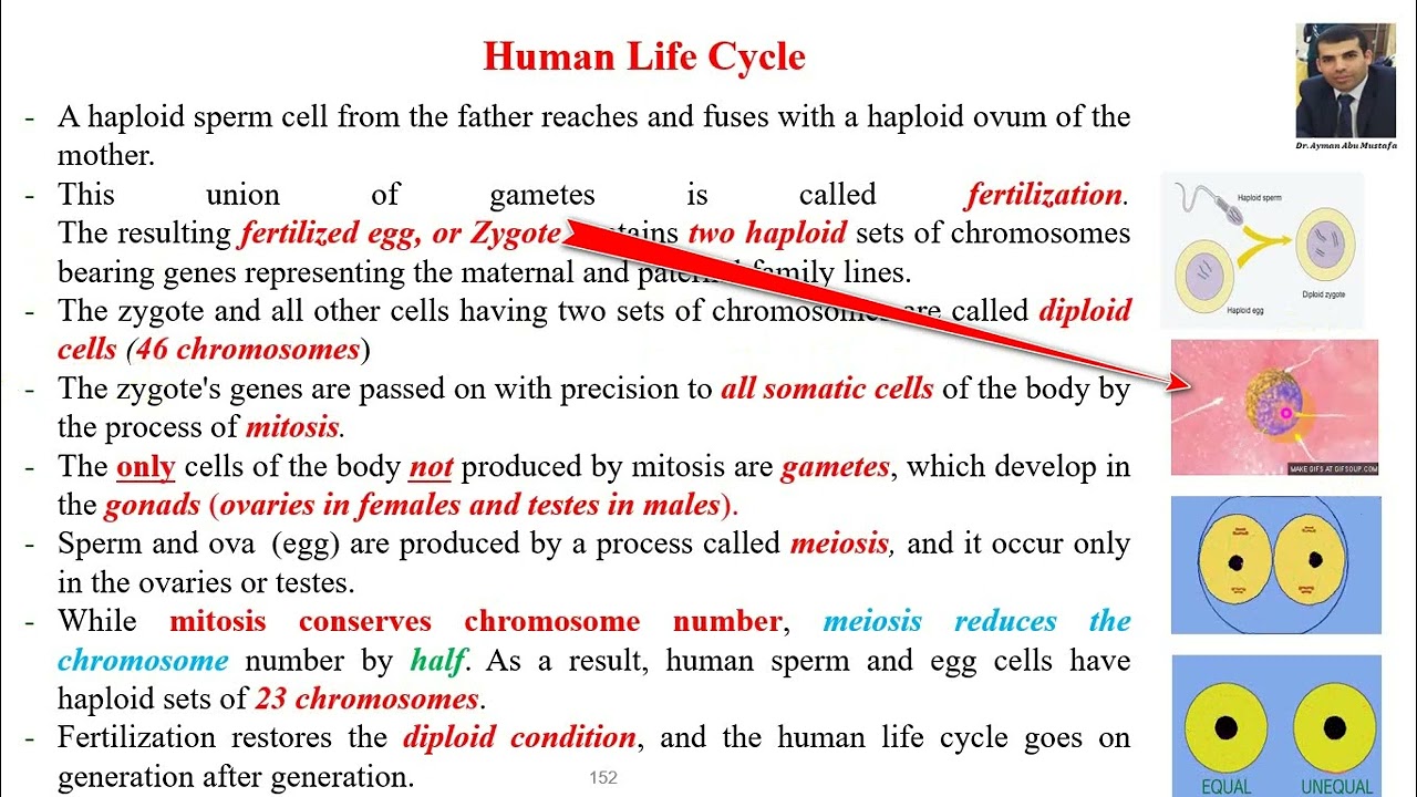 Understanding The Sexual Life Cycle Meiosis Explained Galaxyai 0114