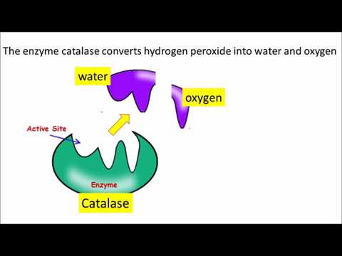 How temperature affects enzyme rates