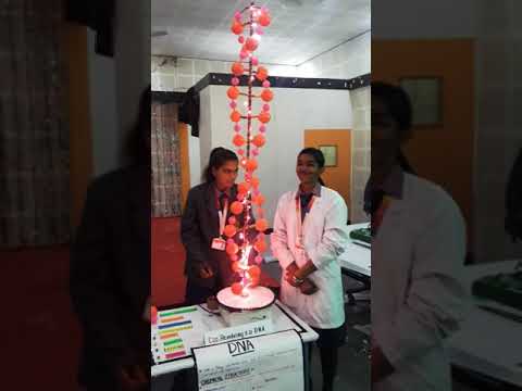 Working DNA Model