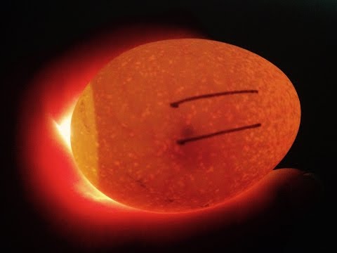Candling the eggs Day 10