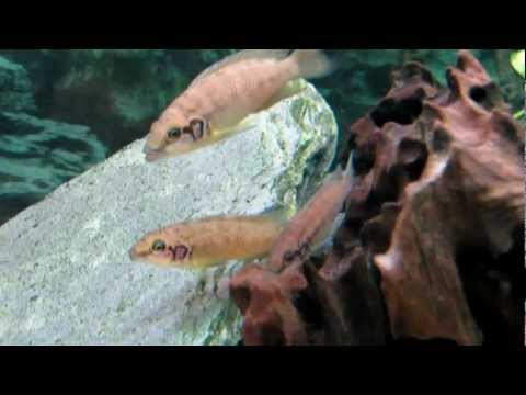 Fry of Julidochromis (orange marlieri)