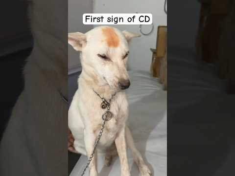 Canine distemper symptoms || first sign of cd ||