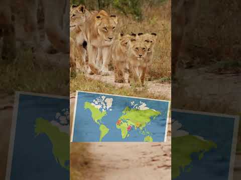 🦁 Where Do Lions Live? 🦁