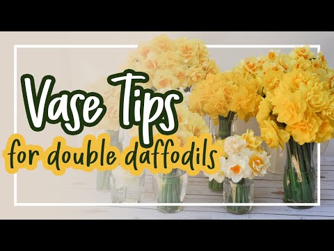 How To Maximize Your Daffodil Vase Life