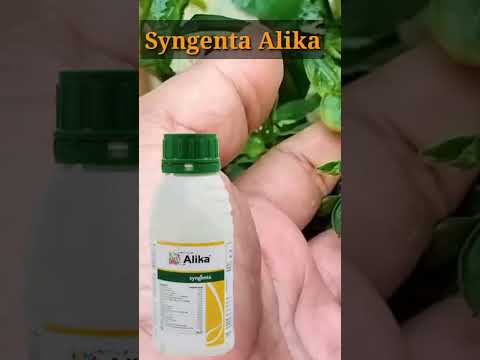 Thrips || Mirch Ke liye Best Thrips Control Insecticide||#Short ||