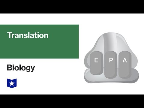 Translation | Biology