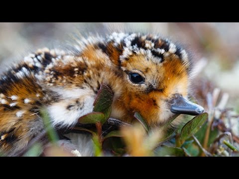 Here is a calming, beautiful video of birds | Tough Little Birds