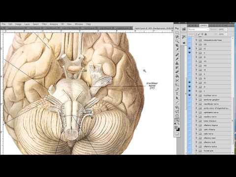 Anatomy Diagrams and Medical Illustrations