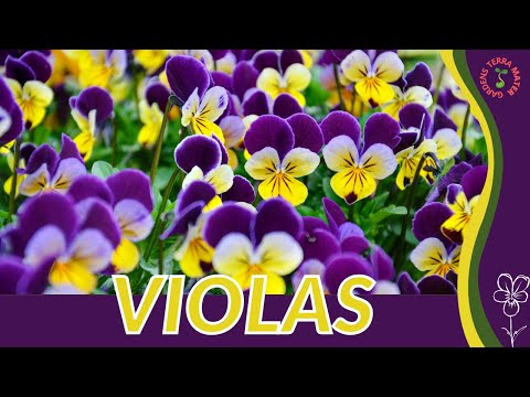 VIOLA Information &Growing Tips!