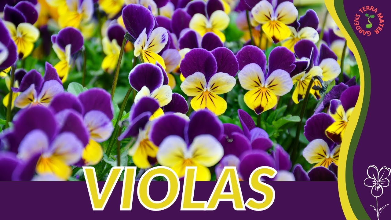 VIOLA Information &Growing Tips!