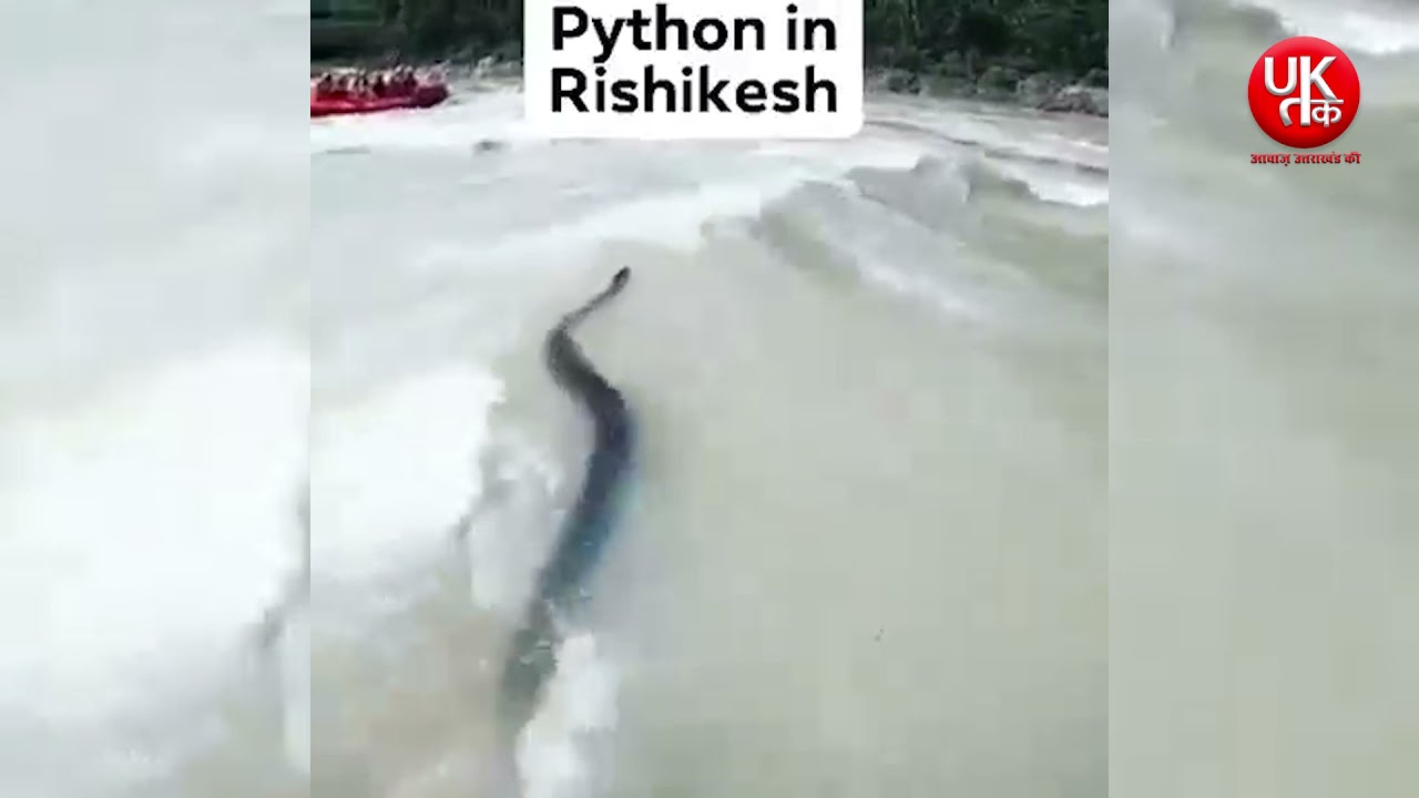 RAFTING SNAKE || SNAKE IN GANGA || RISHIKESH RAFTING || RISHIKESH || RISHIKESH VISIT || RAFTING MAST