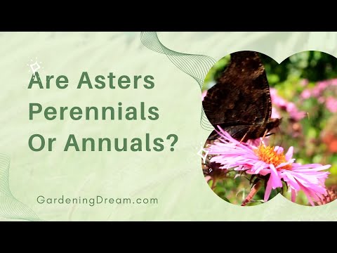 Are Asters Perennials Or Annuals