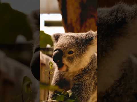 Australia Cruises 2024/2025