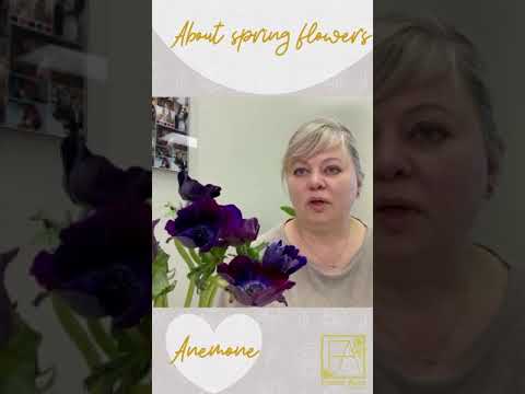 Meaning and Legends of flowers - Anemone