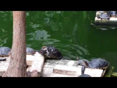 Estación de Atocha con tortugas de Florida Apalone spinifera plecostomus | VIAJE MADRID AUDIOVISOR
