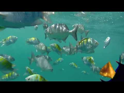 Ally Cat Sailing Adventures - Enjoy a Day In the Water ~