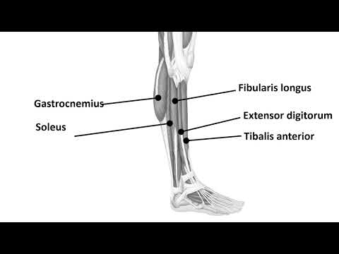 Understanding the Soleus Muscle: Origin, Insertion, Actions