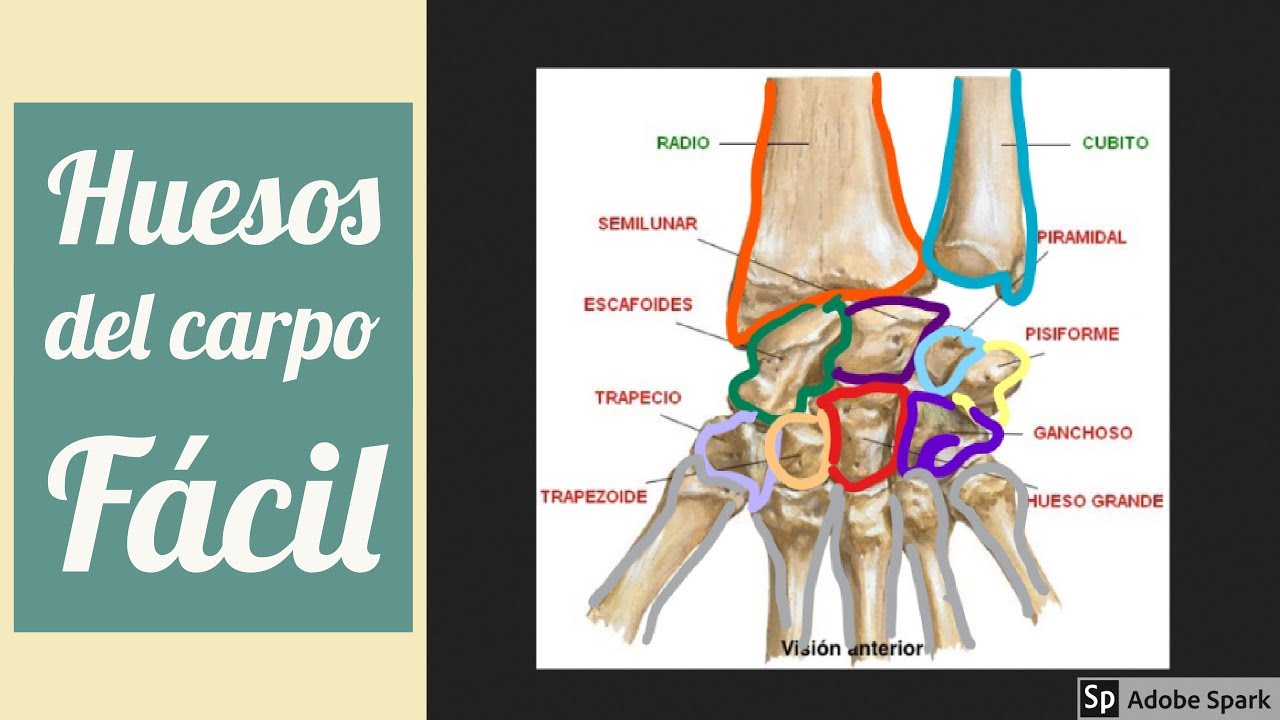 Carpal bones in 2 minutes + Mnemonics