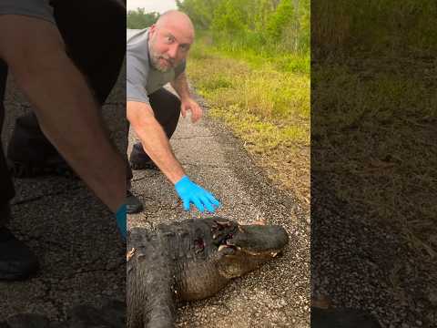 HUGE ALLIGATOR Roadkill. 🐊 Is It Fresh?