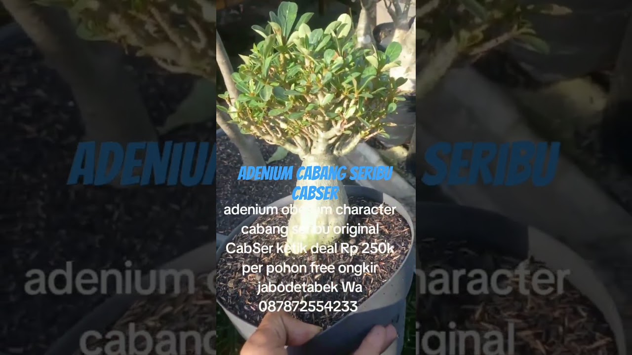 adenium cabang seribu CabSer kota tangerang Wa 087872554233 #achmadeffendi #shafaflowers #adenium