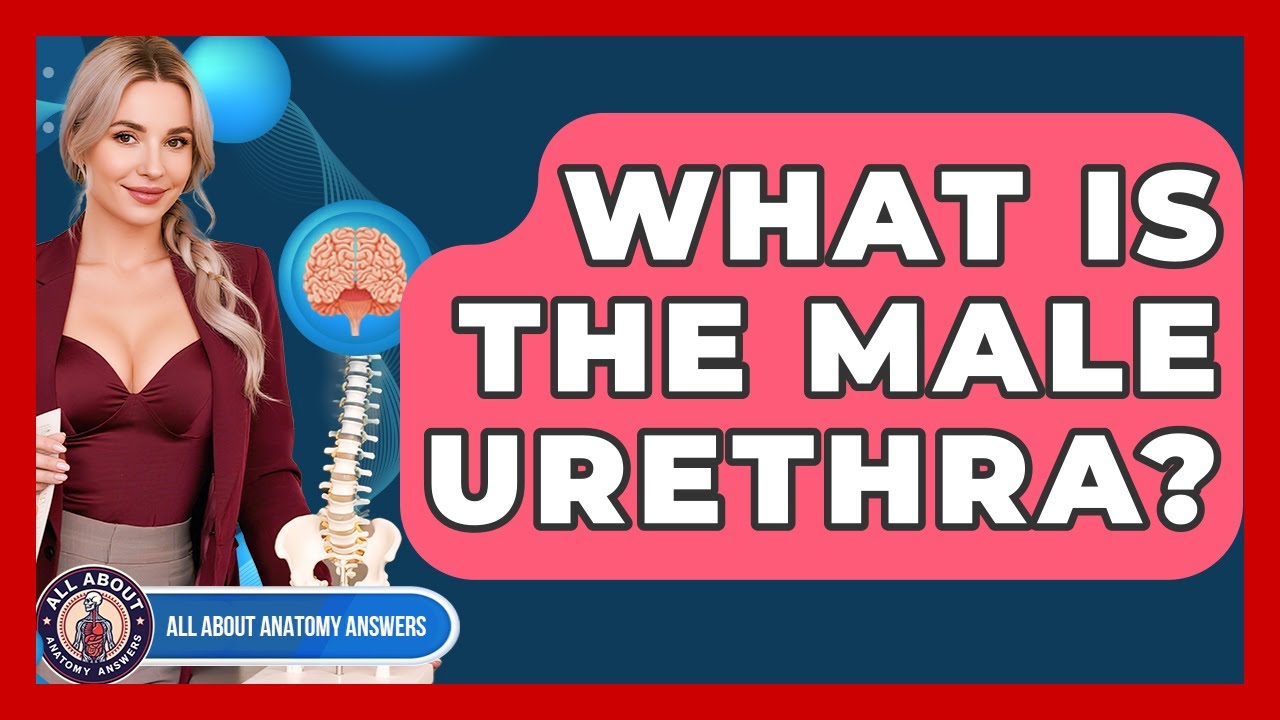 What Is The Male Urethra? - All About Anatomy Answers