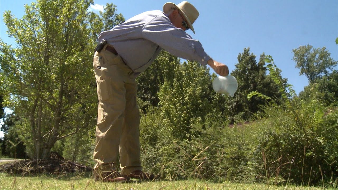 Fire Ant Control – Family Plot