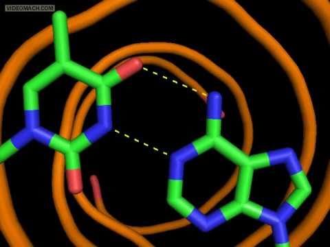 DNA