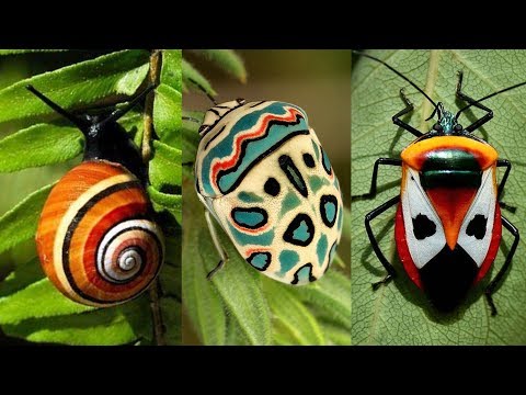 How insect colours evolved, new research | Dear Kitty. Some blog