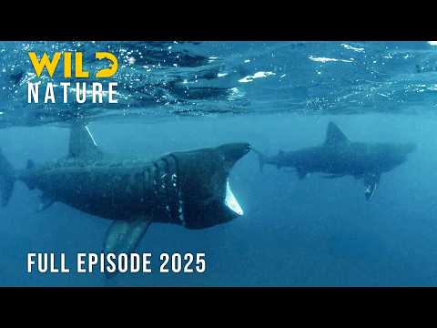 DEEP SEA SHARKS | The Deeper You Go, The Scarier Monsters Become #naturedocumentaries | Wild Nature