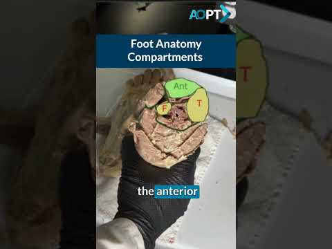 Exploring the intricate anatomy of the lower leg!