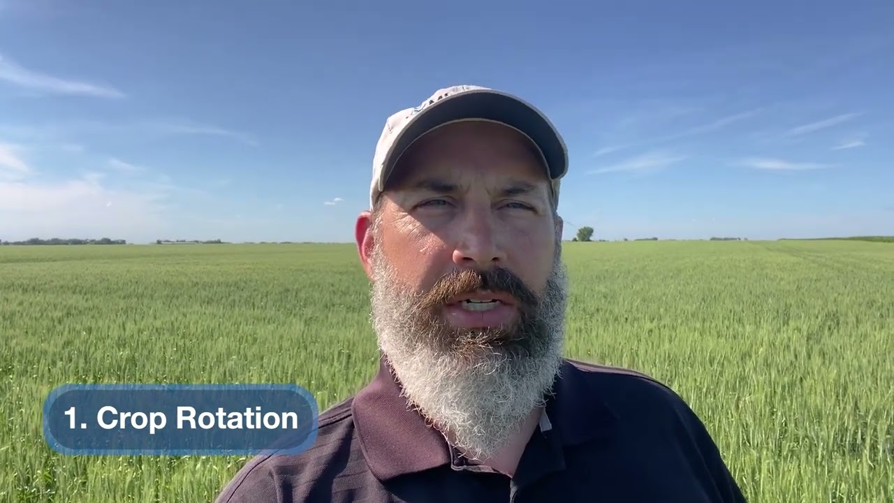 High Yield Wheat Tips: Disease Management