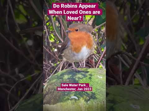 Do Robins Appear When Loved Ones are Near #Robin