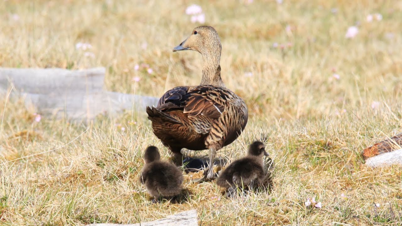 Icelandic Eiderdown | Hraun á Skaga