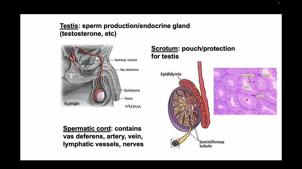 Lab 5 Comparative Anatomy Urogenital System