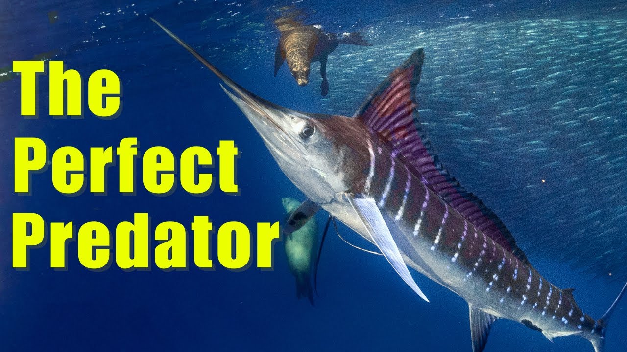 Marlin Facts YOU Didn't Know