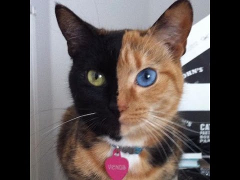 Unique Cats and their fur patterns