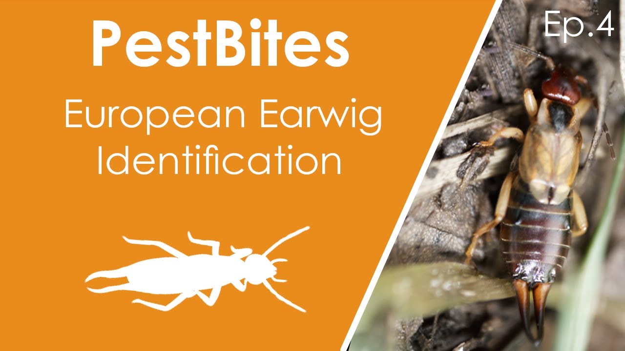 European earwig identification and life cycle | PestBites by Cesar