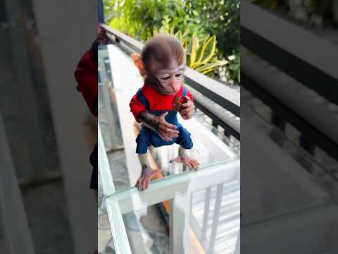 #monkey #cute #funny #animals #trendingshorts #love #shorts #baby #quotes #short #trending