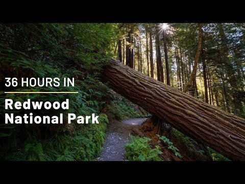 36 Hours in Redwood National Park: Exploring the Best Hikes, Groves and Trees