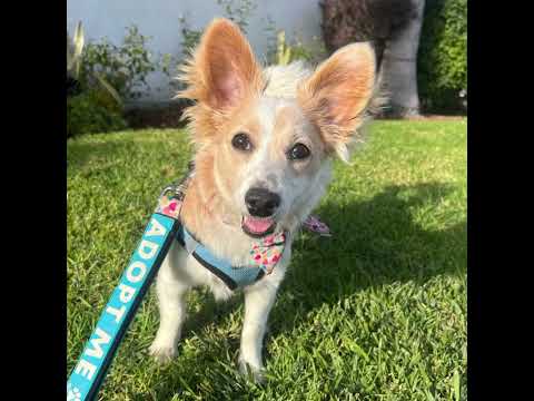 Dog for adoption - Butterscotch, a Papillon & Corgi Mix in Glendora, CA ...